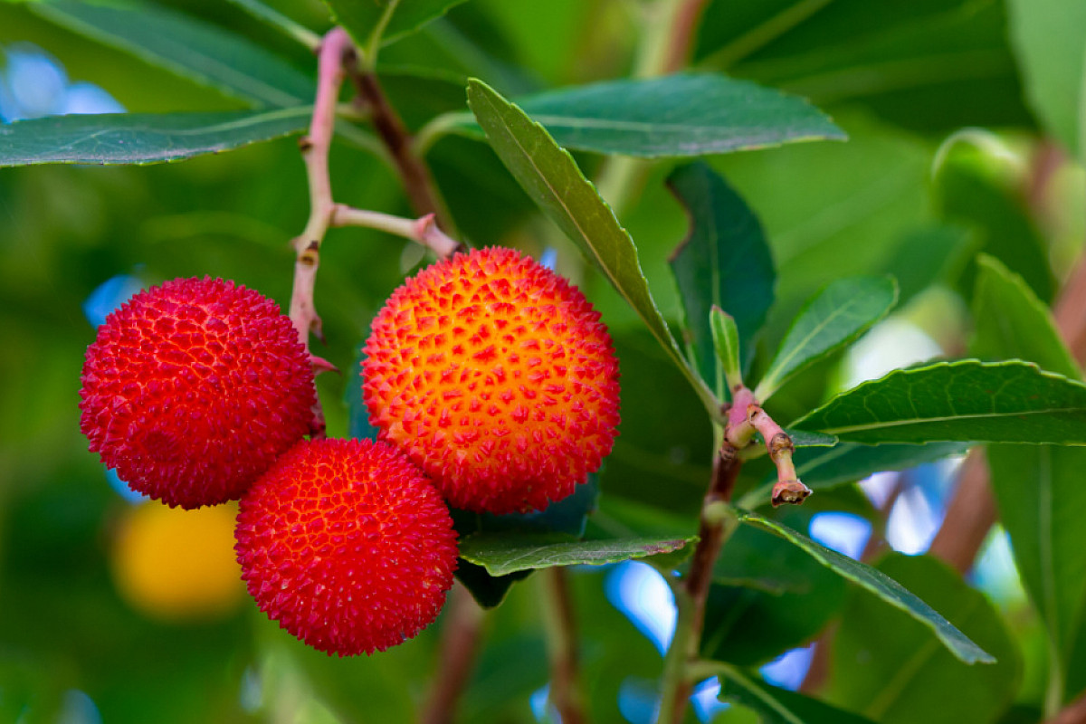 Il corbezzolo, un albero che dà vita a frutti meravigliosi e ...