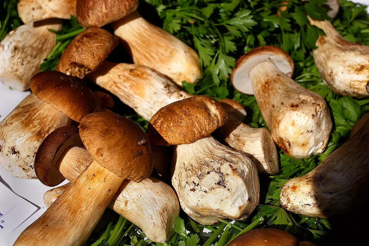 È l’unico e solo fungo IGP italiano: storia, caratteristiche e ricette ...