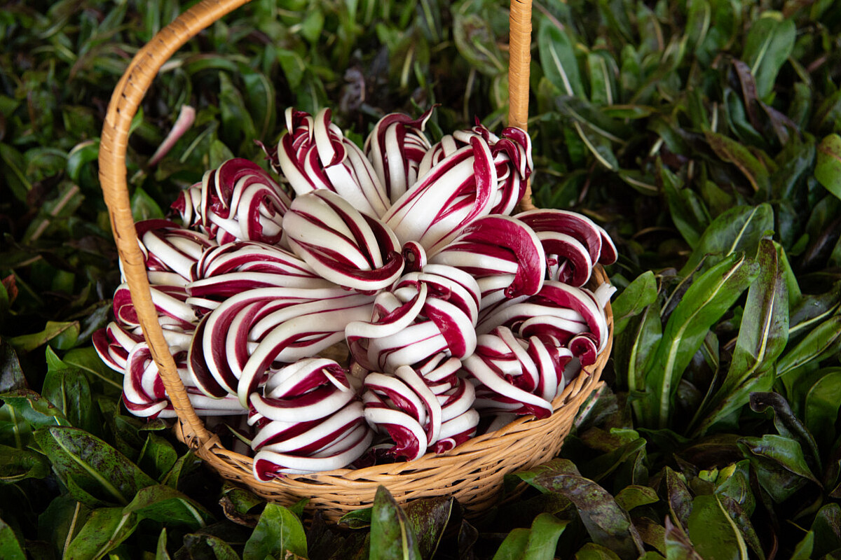 Il radicchio di Treviso e le sue feste: calendario 2025 | Paesi del Gusto