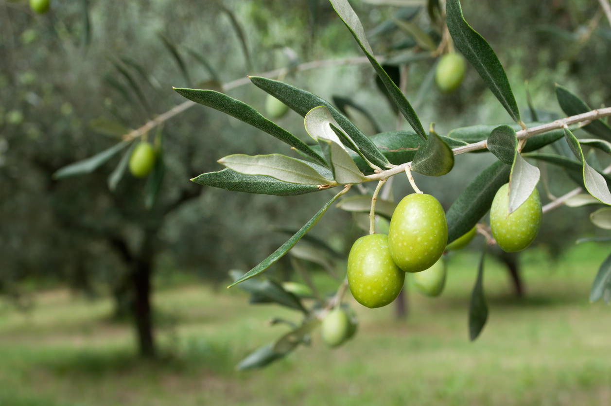 Olive alla calce | Metodi di conservazione delle olive | Paesi del Gusto