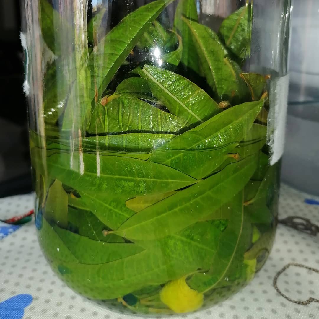 Erba Luigia Liguria | Paesi del Gusto