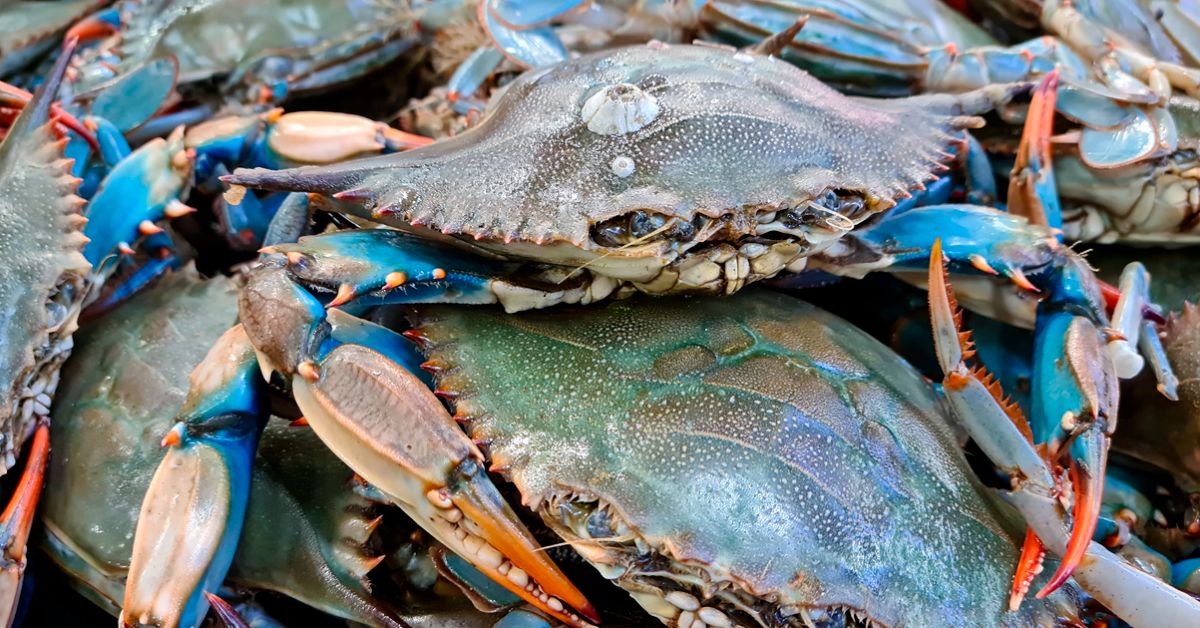 Disgrazia o prelibatezza? Ecco come cucinare il granchio più ...