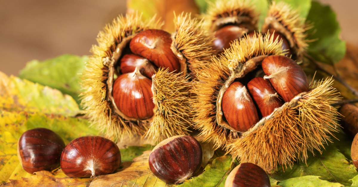 Un frutto unico che ti farà riscoprire sapore e tradizione: la castagna ...