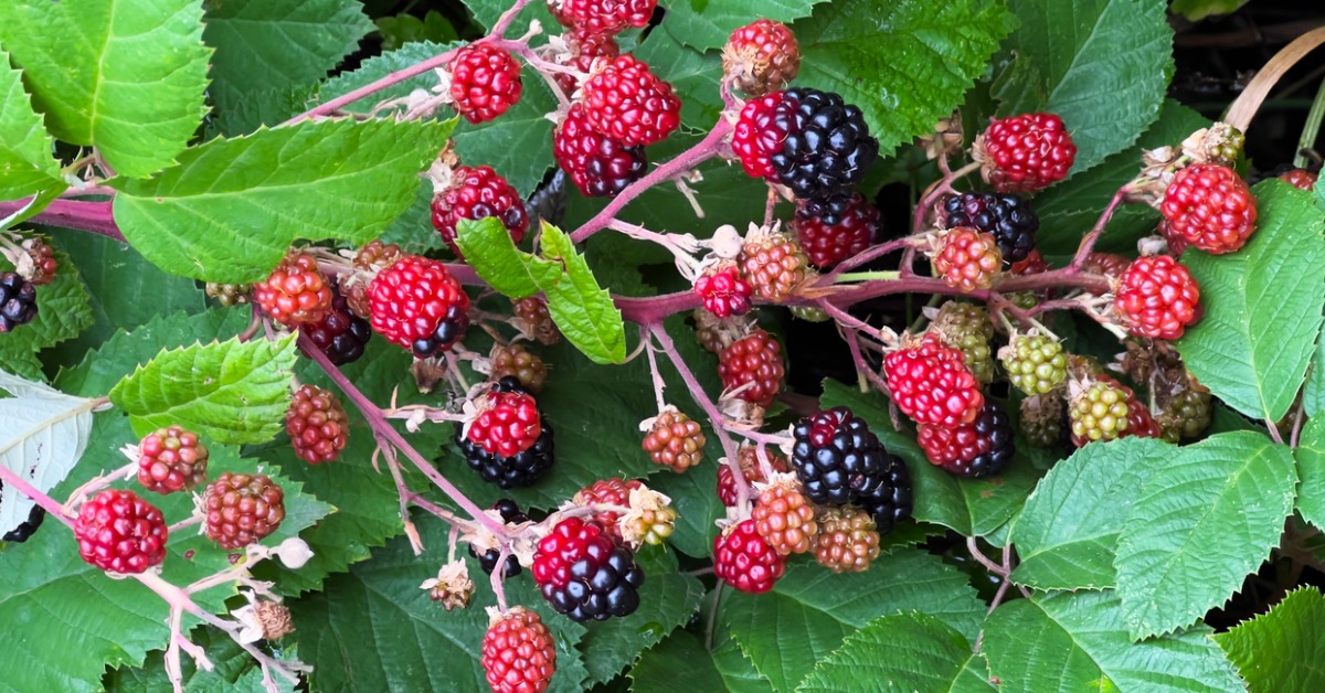 Un frutto nascosto fra i rovi che devi provare: la mora | Paesi del Gusto