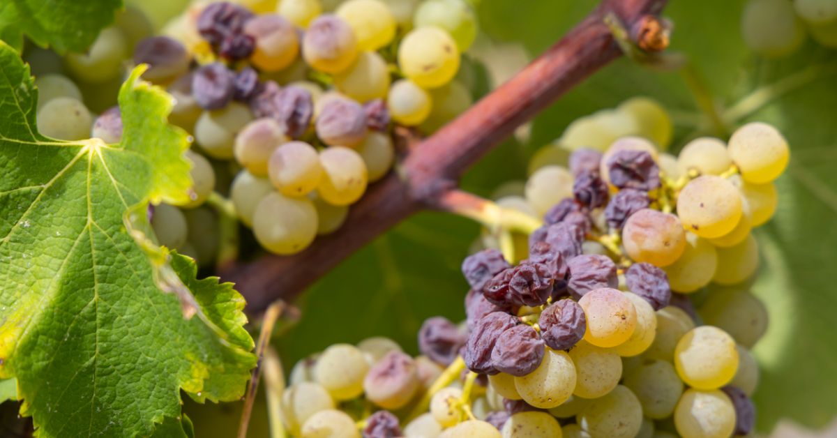 Tutto sul vino muffato, quando la muffa incontra l'uva e crea un vino ...