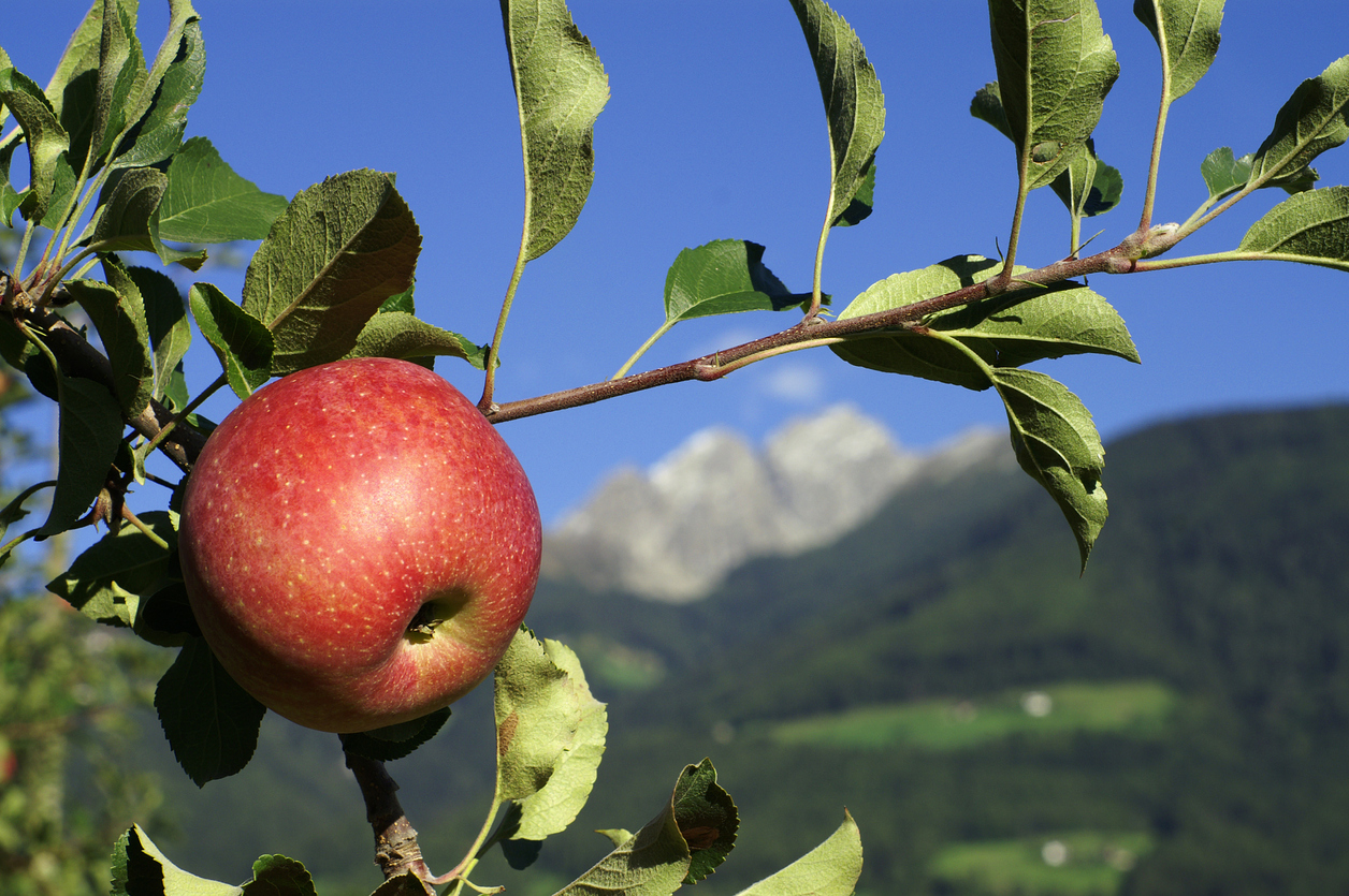 Cosa sapere sulla Mela Alto Adige IGP: dalle vette alla tavola, ecco ...