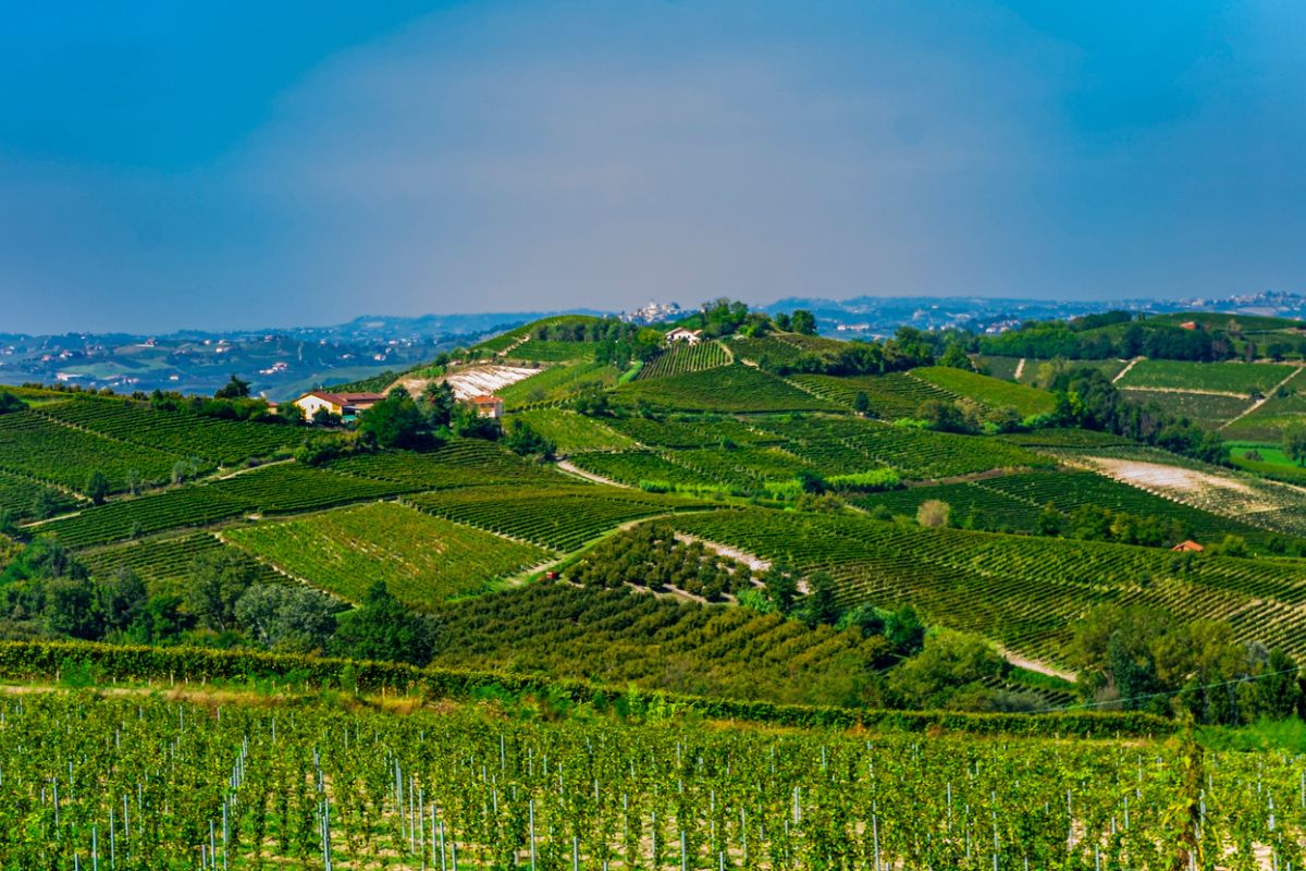 Canelli DOP: l'eccellenza effervescente dell'Asti, un viaggio di gusto ...