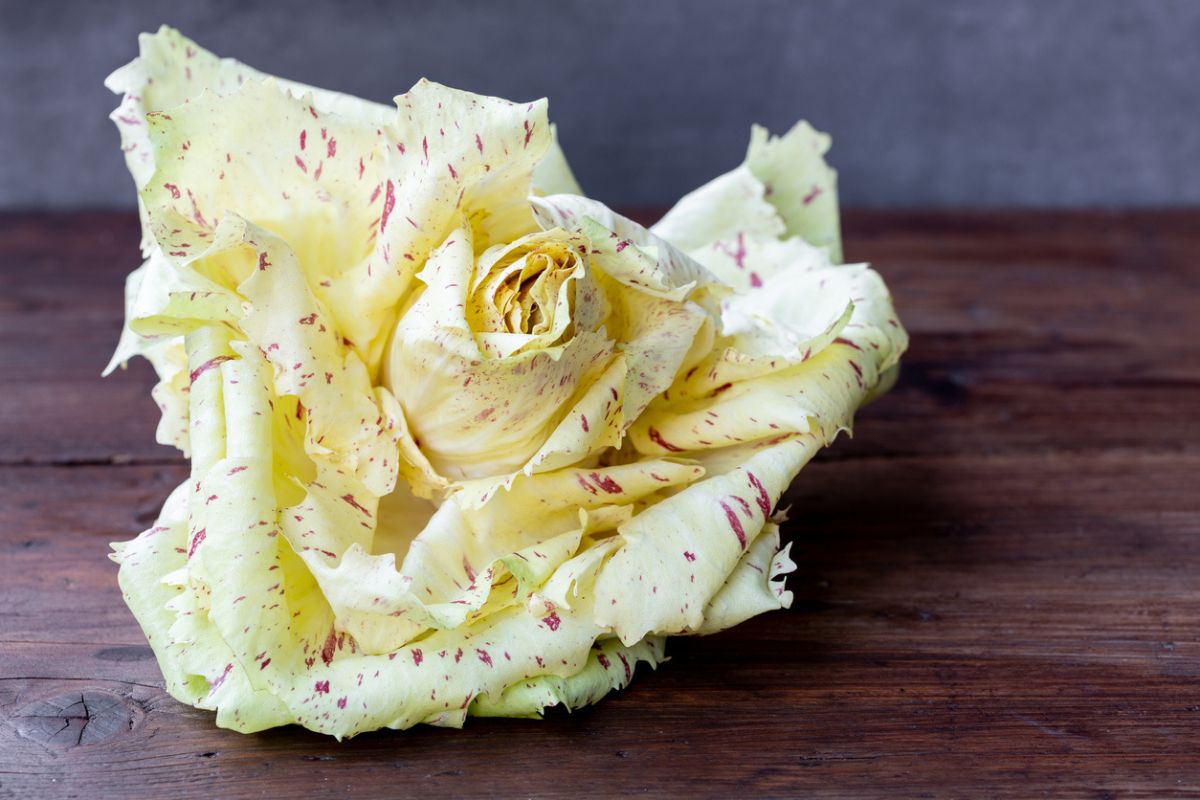 Hai mai visto il radicchio bianco? La variante di Castelfranco è un ...